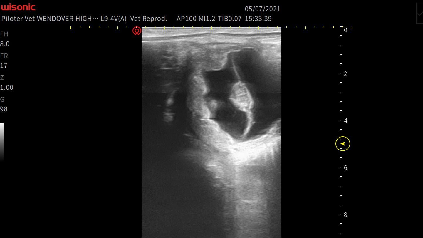 Veterinary Medical Portable Ultrasound - Equine reproduction